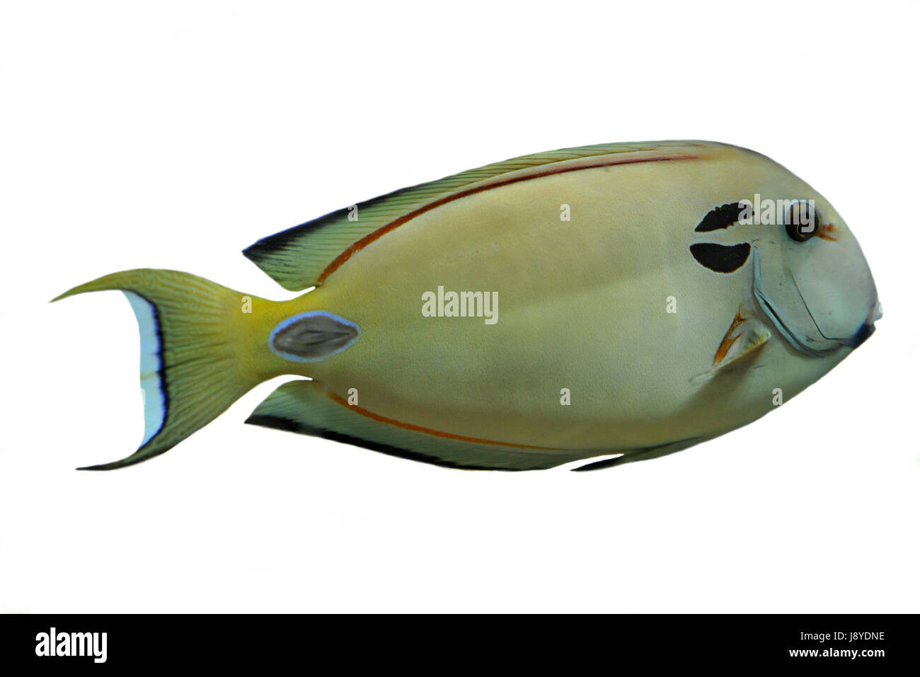 fish, blue, animal, aquarium, tropical, vampire tang, vampire tang fish ...