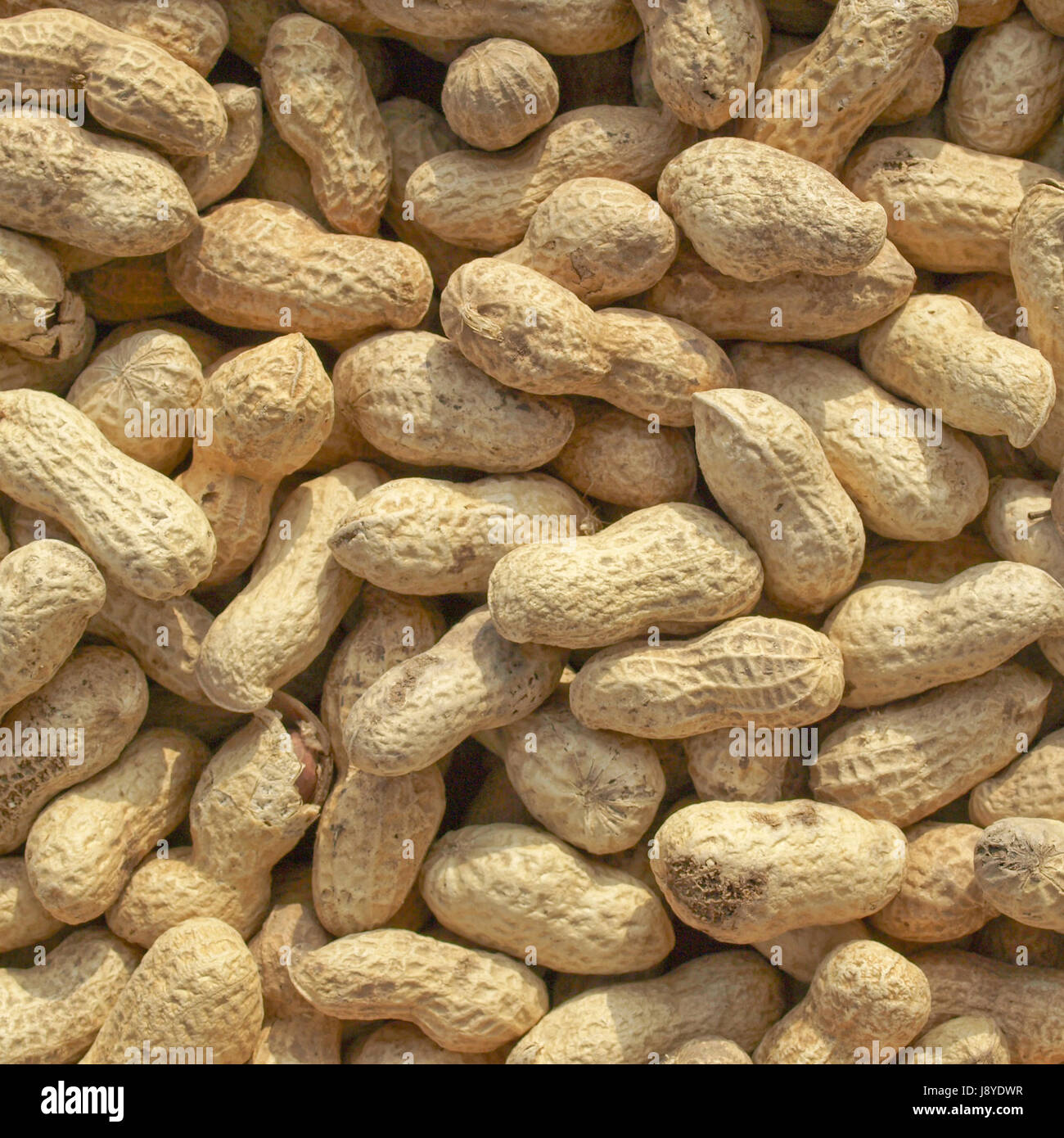 food, aliment, nuts, peanuts, dry, dried up, barren, photo, picture ...
