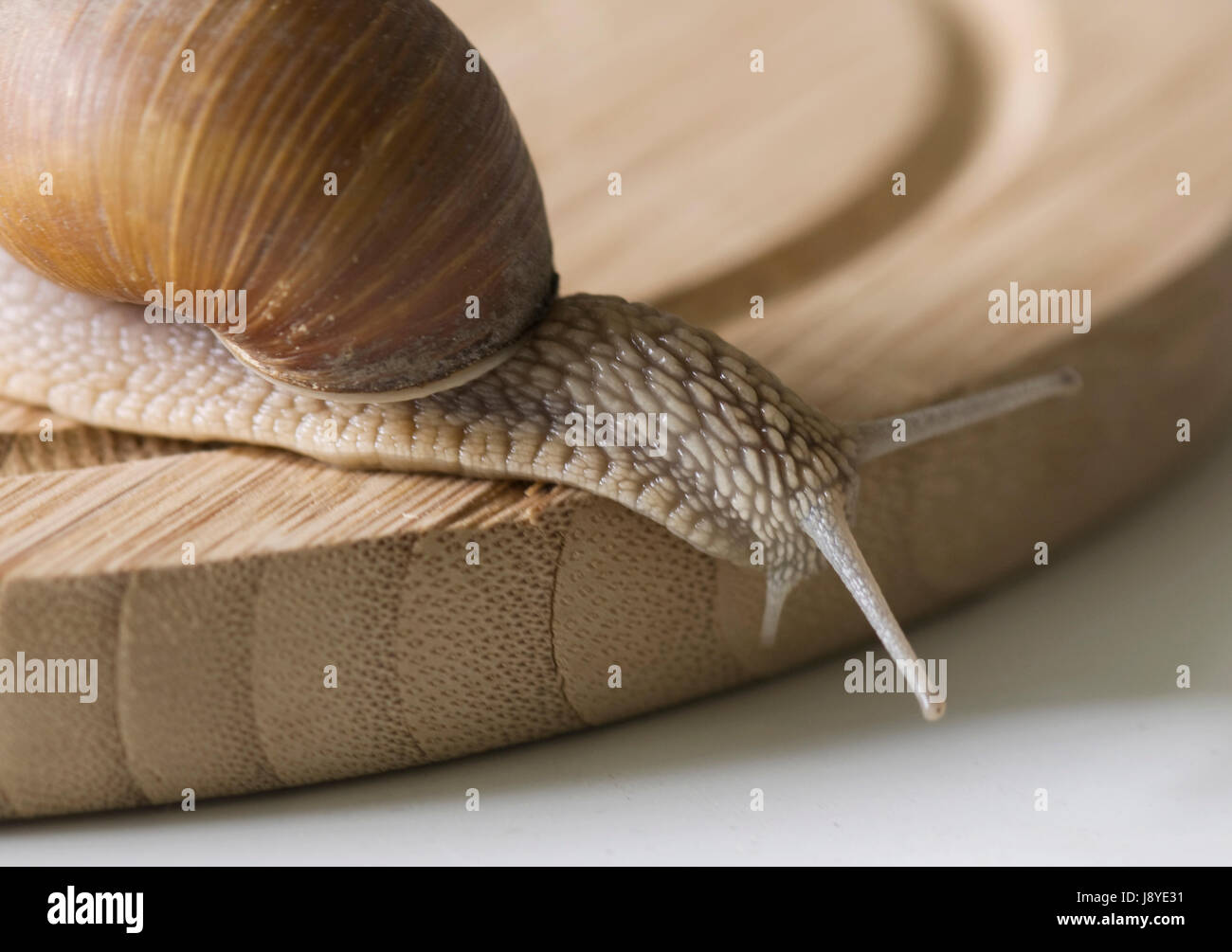 escargots, edible snail, snail shell, slime, creep, escargots, edible ...