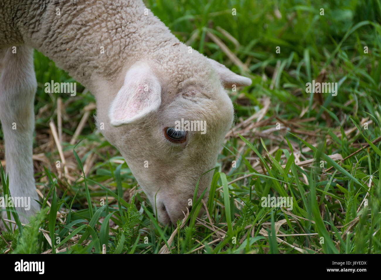 white lamb eating - standing on the grass (meadow Stock Photo - Alamy