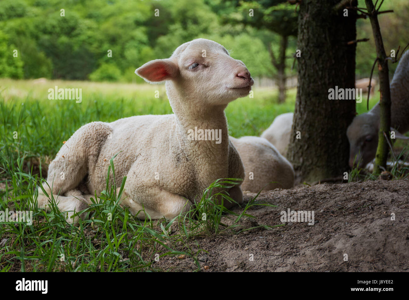 Lamb trees farm animal sheep hi-res stock photography and images - Alamy
