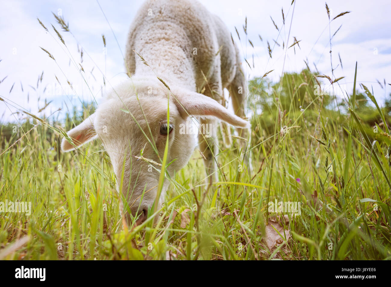 white lamb eating - standing on the grass (meadow Stock Photo - Alamy