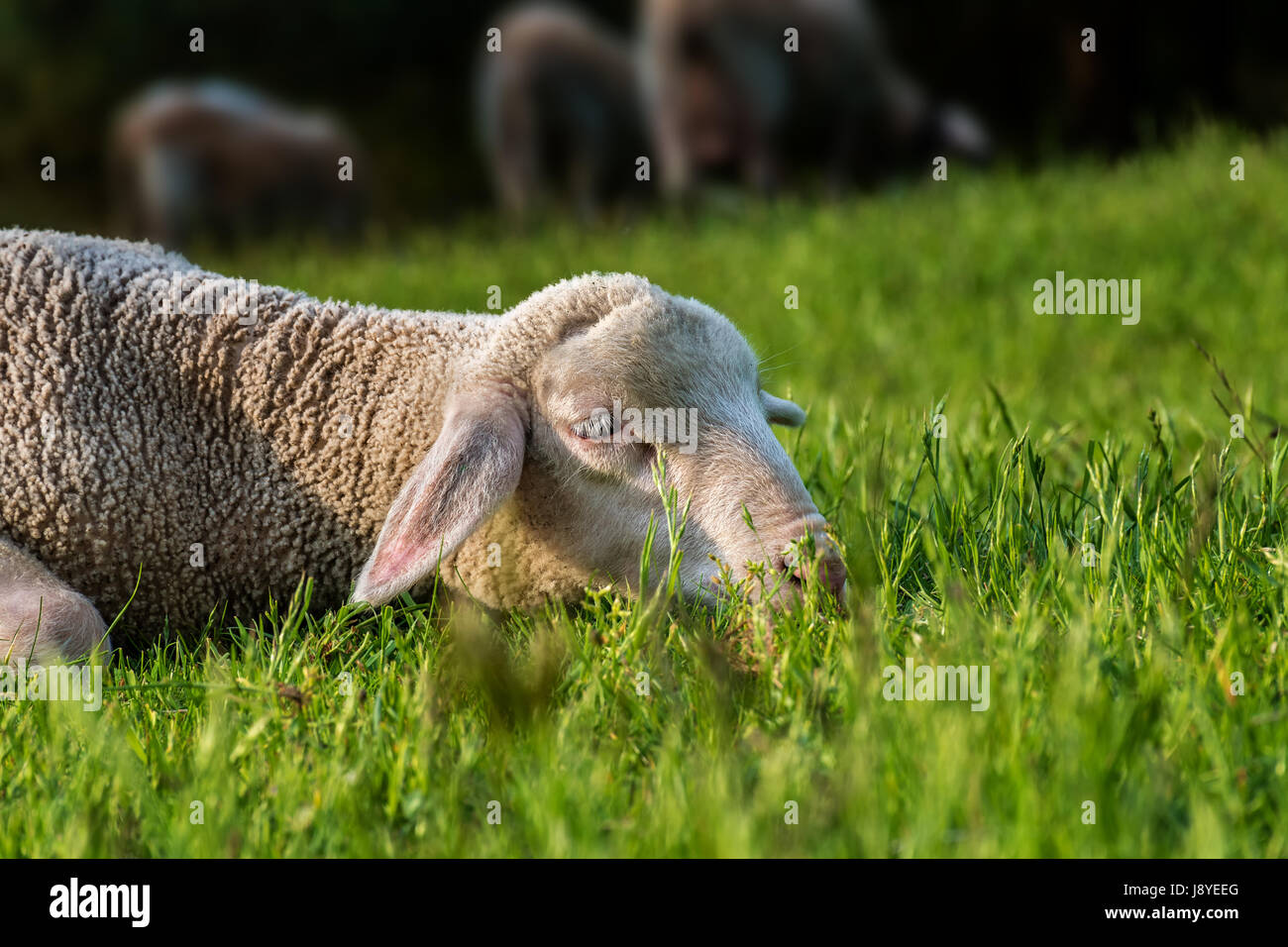 sheep lies in the grass (meadow Stock Photo - Alamy