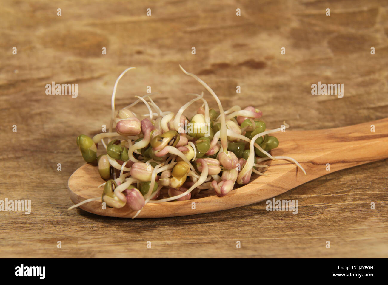 germinating mung beans Stock Photo - Alamy