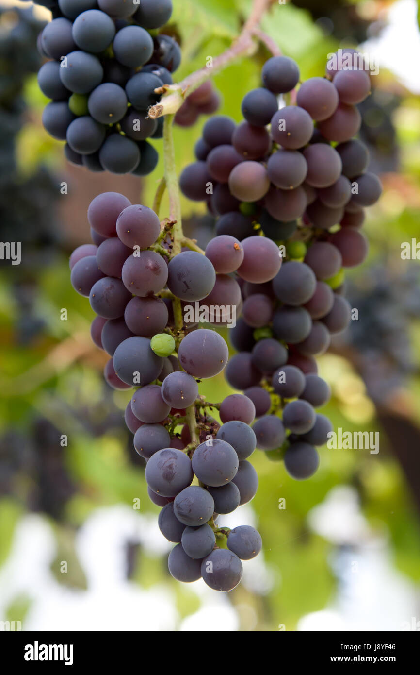 agriculture, farming, flora, grapes, viticulture, vine, grape vine ...