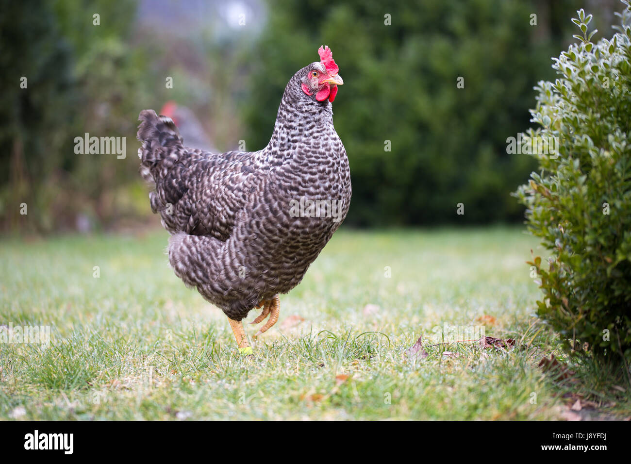 Sperber chicken hi-res stock photography and images - Alamy