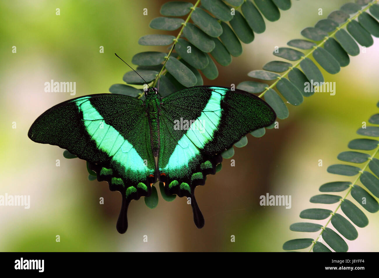 Malabar banded peacock butterfly hi-res stock photography and images ...