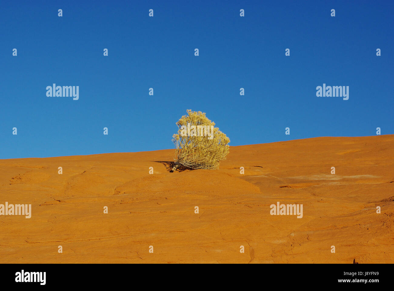 desert, wasteland, rock, shrub, bush, orange, firmament, sky, unclouded ...