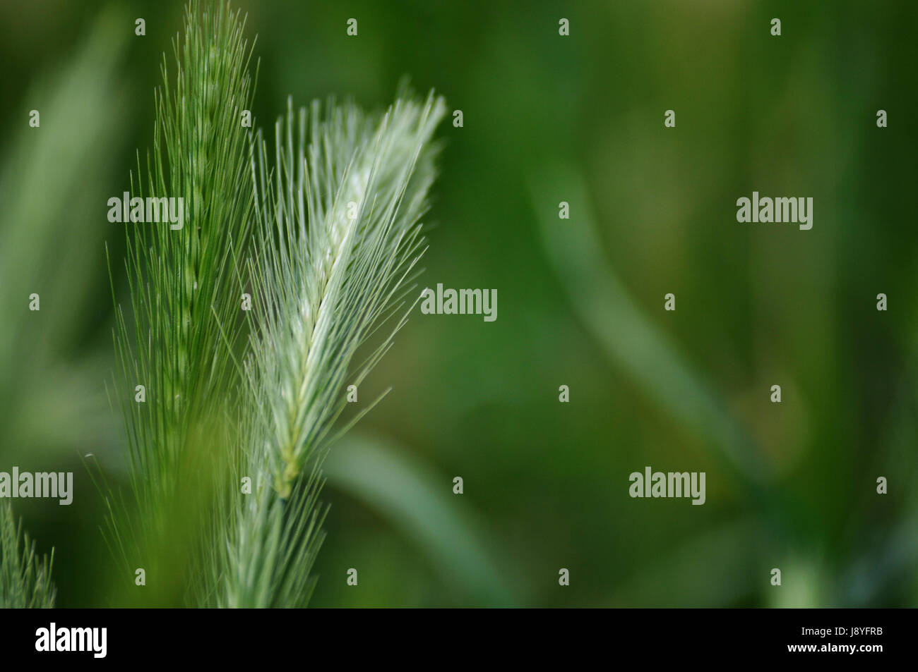 blade of grass Stock Photo - Alamy