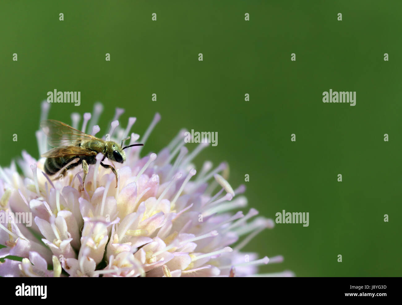 Halictus hi-res stock photography and images - Alamy