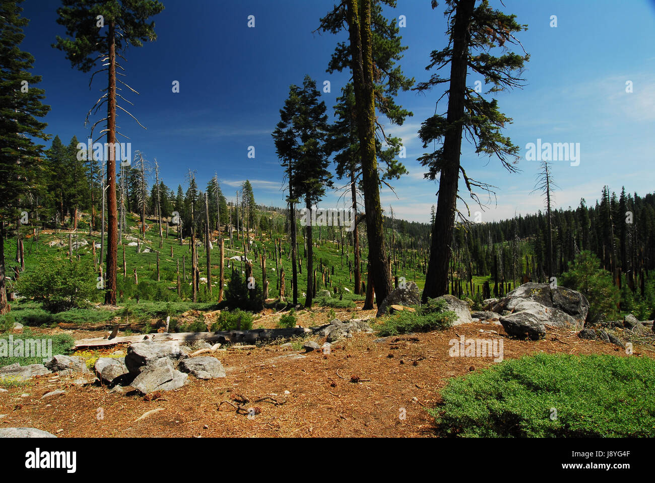 Mountain side road, Yosemite National Park, USA Stock Photo - Alamy