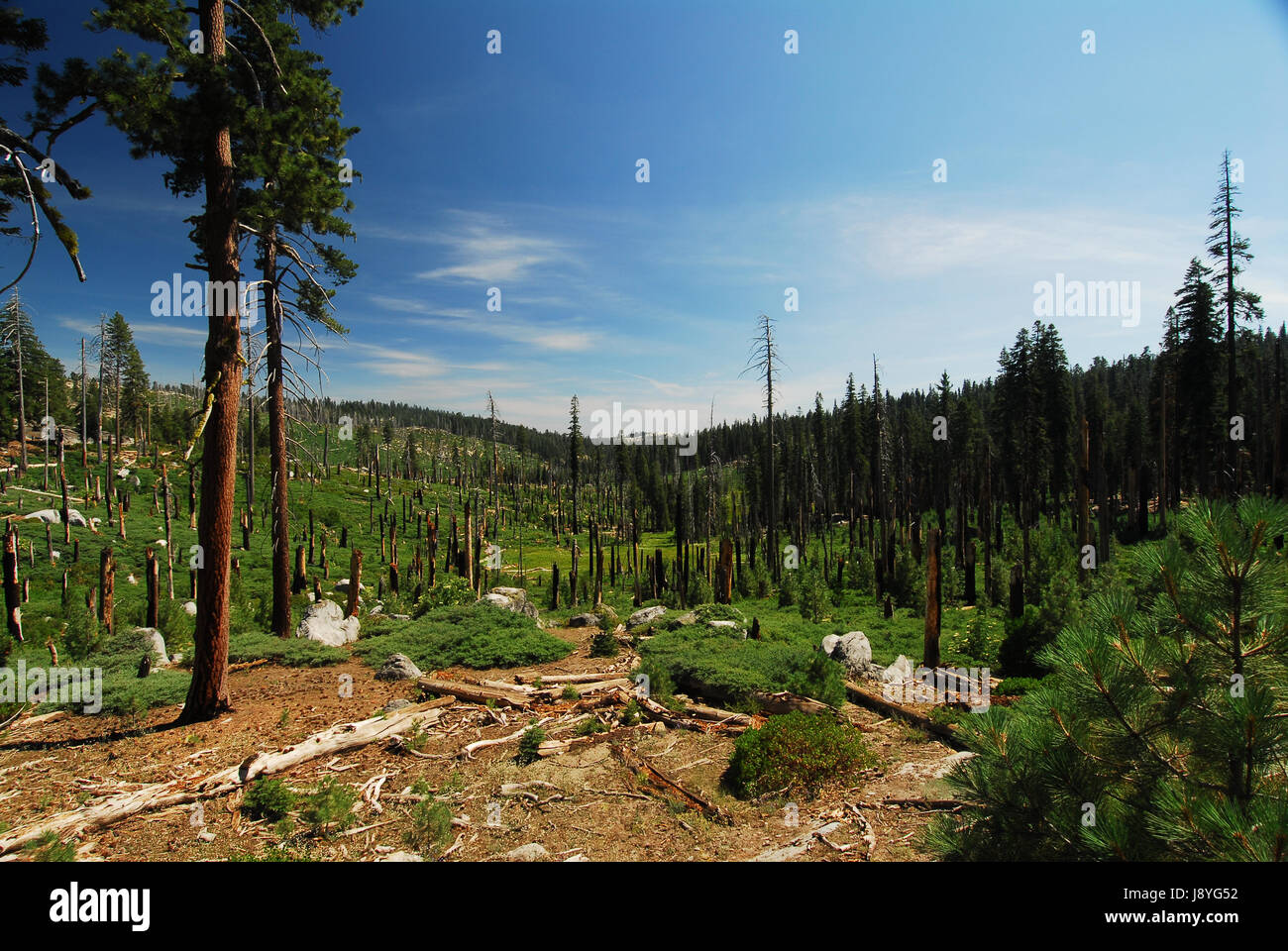 Mountain side road, Yosemite National Park, USA Stock Photo - Alamy