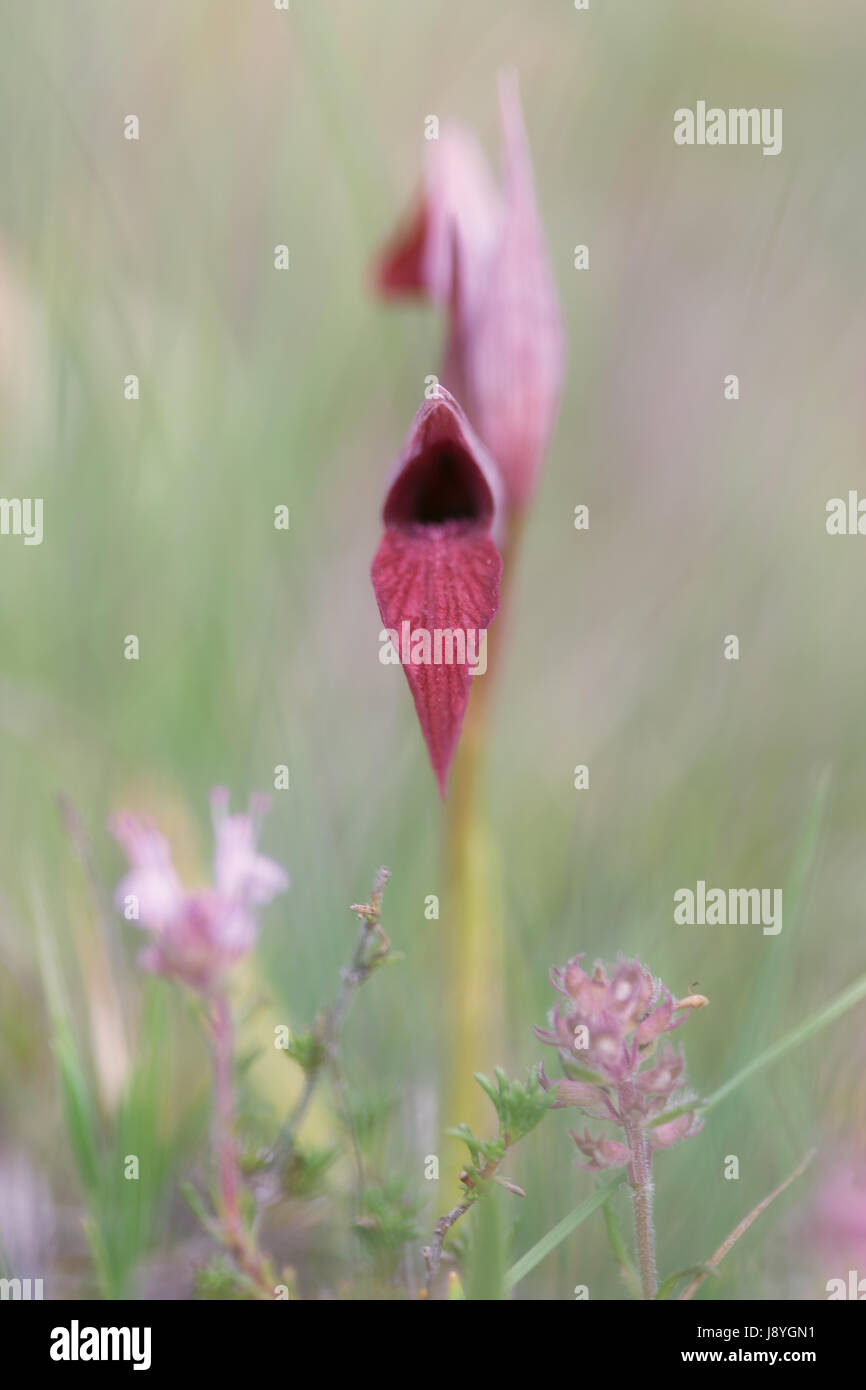 Orchidea hi-res stock photography and images - Alamy