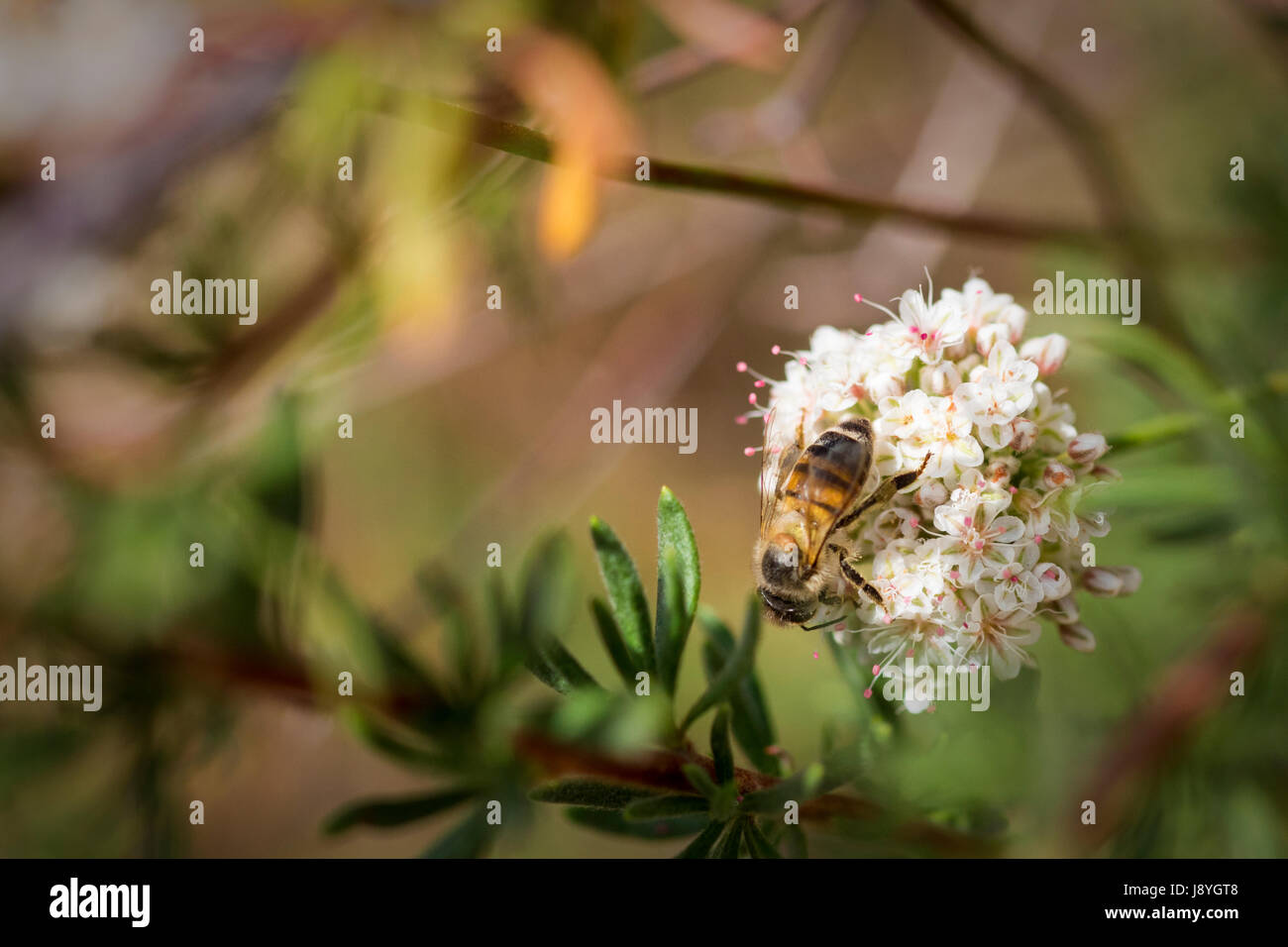 Pollinating bee hi-res stock photography and images - Alamy