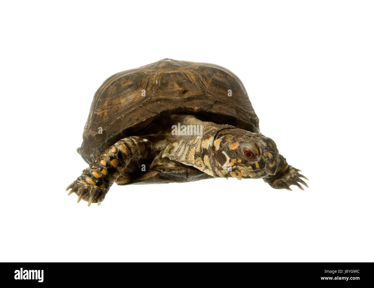 isolated, animal, reptile, pets, small, tiny, little, short, turtle ...