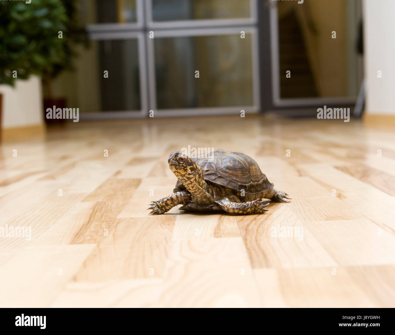walk, go, going, walking, isolated, animal, reptile, room, pets, small ...