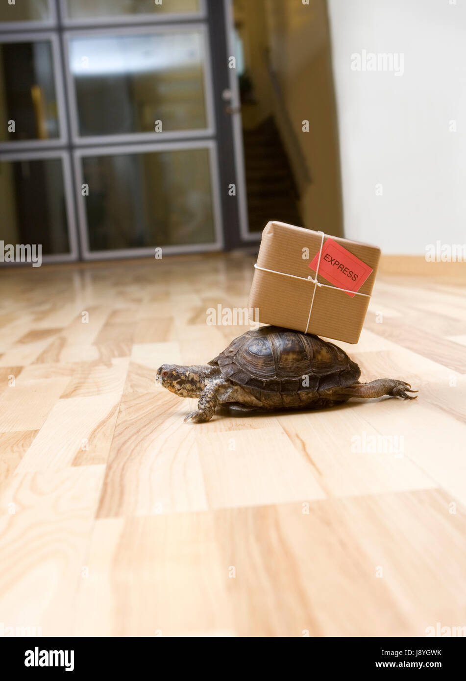 animal, reptile, pets, small, tiny, little, short, carriage, express ...