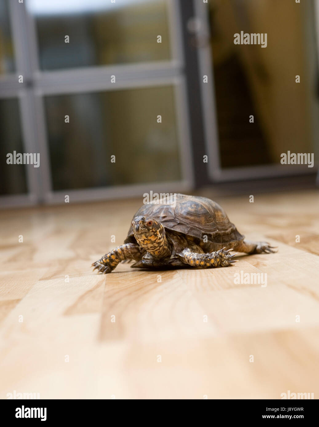 Reptile room hi-res stock photography and images - Alamy