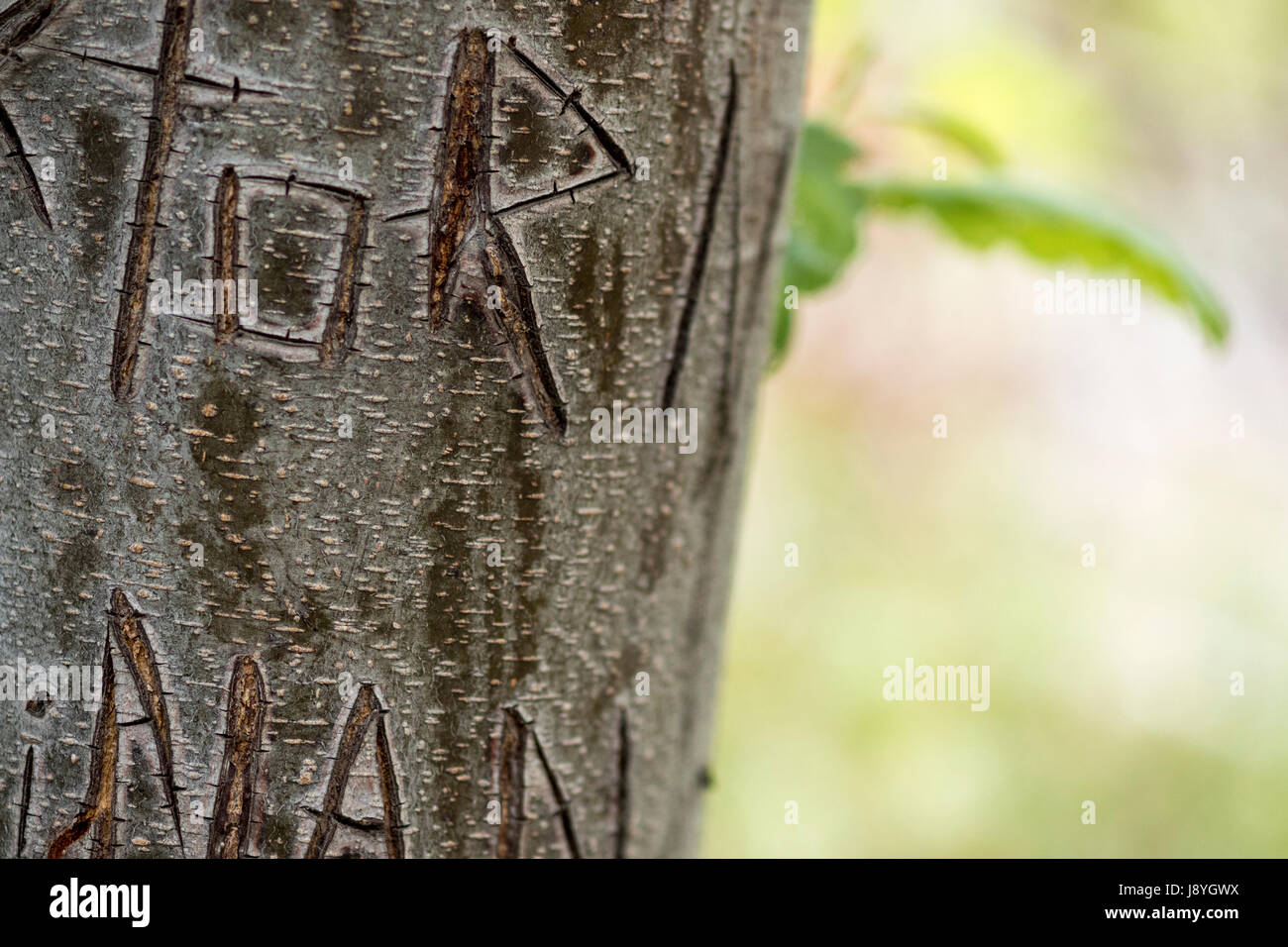 Carved Letters Tree High Resolution Stock Photography and Images - Alamy