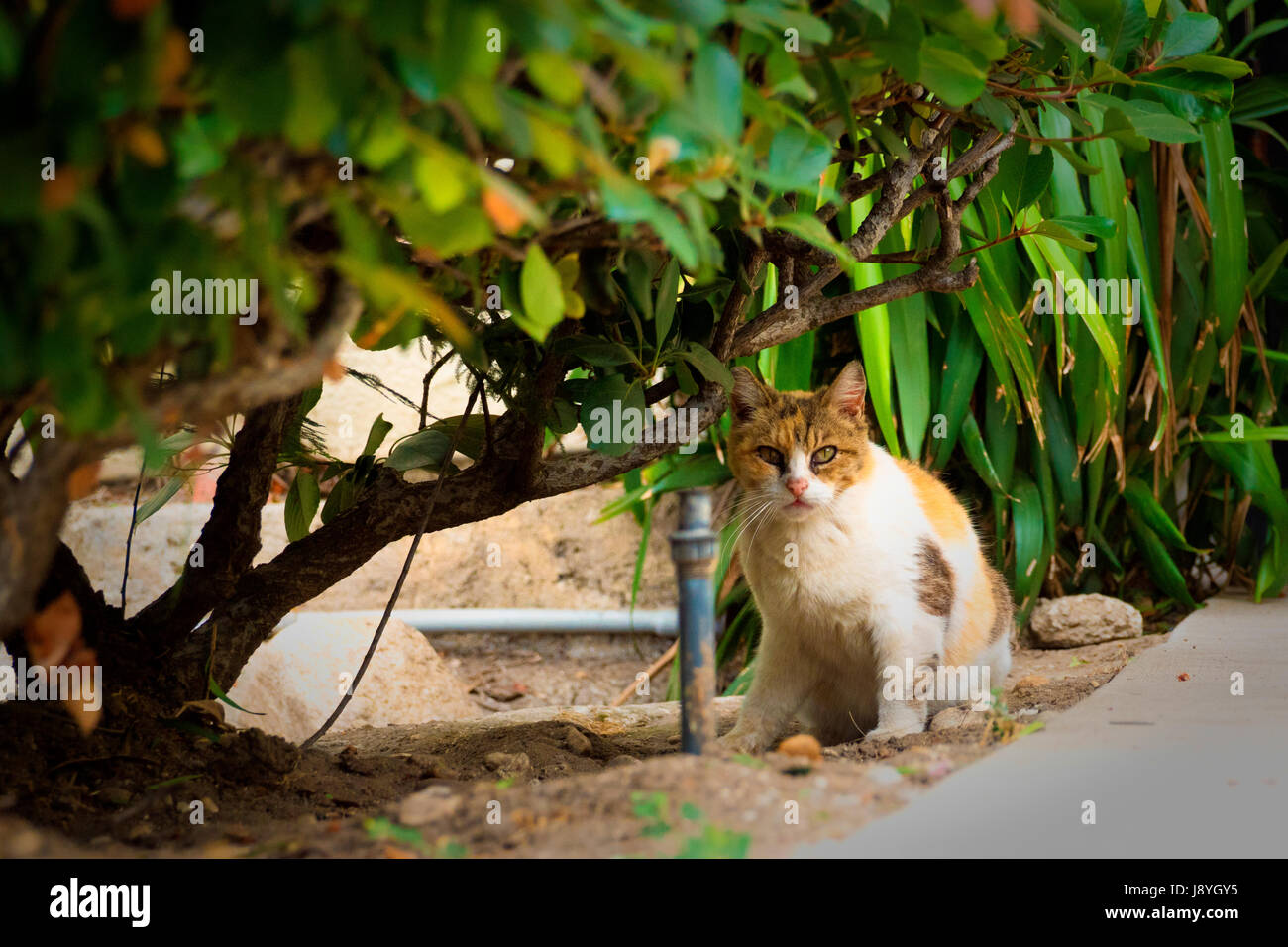 Cat under the bush Stock Photo - Alamy