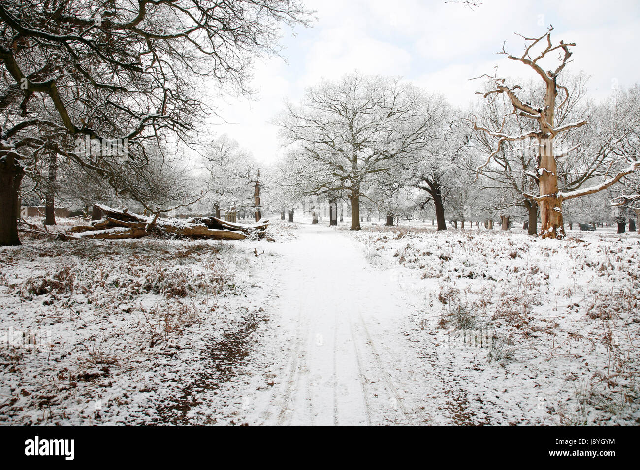 tree, park, winter, snow, coke, cocaine, material, drug, anaesthetic ...