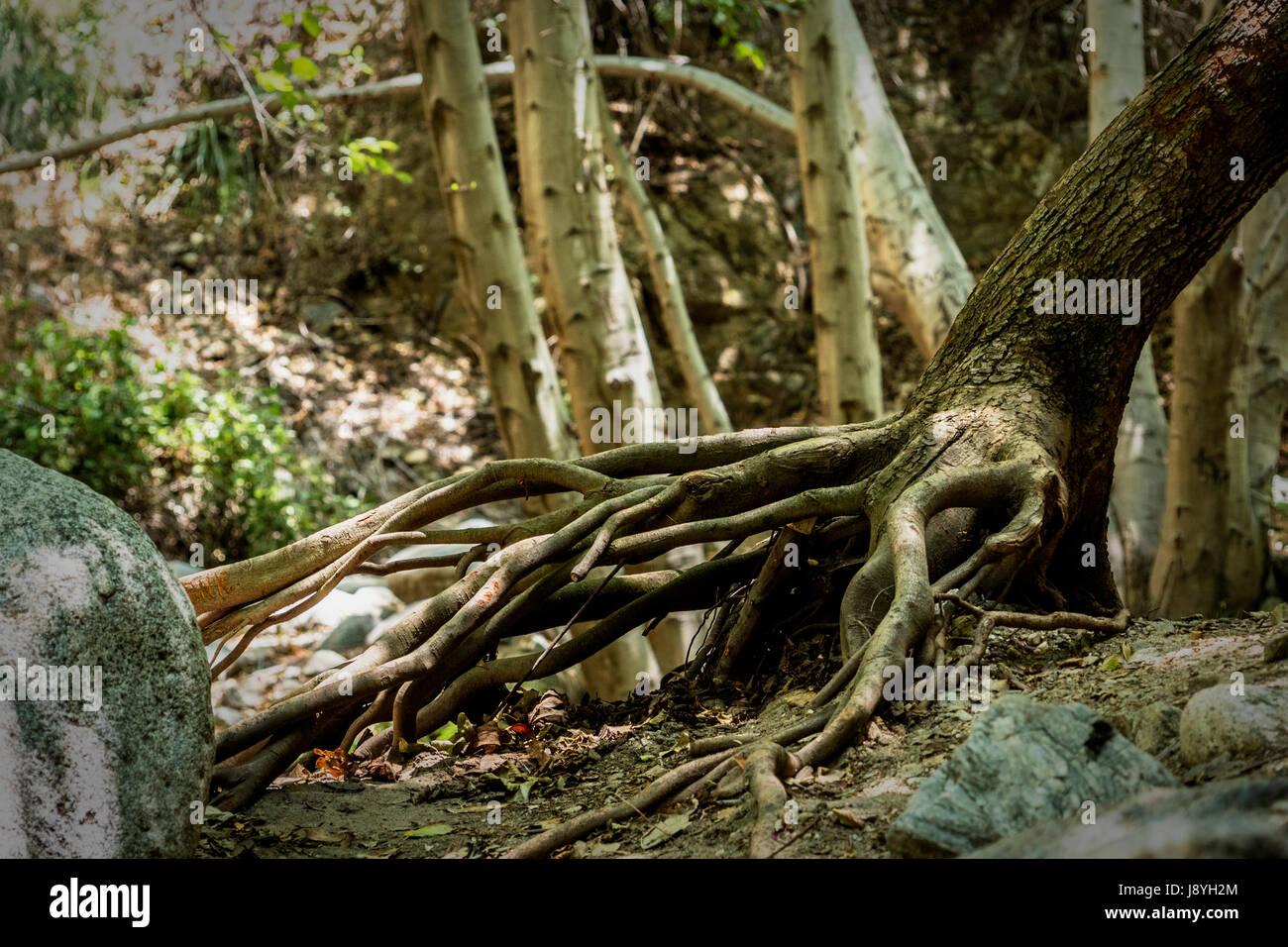 Unrooted hi-res stock photography and images - Alamy