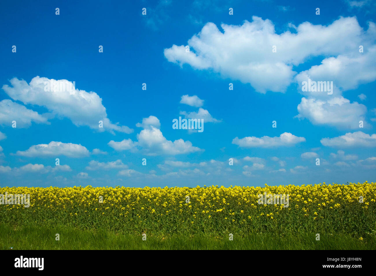 bucolic, agriculture, farming, summer, summerly, fields, idyll, scenery ...