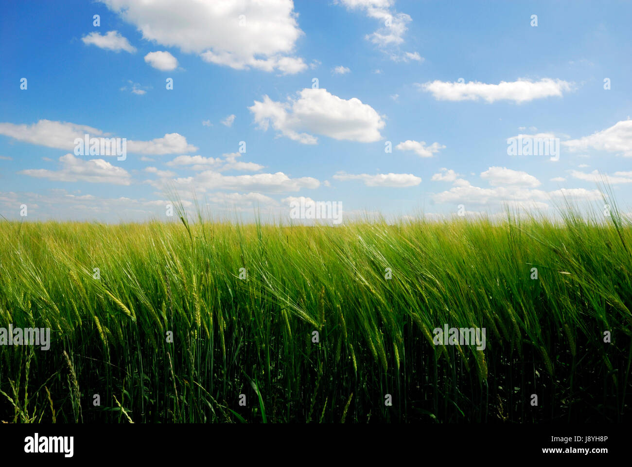 bucolic, agriculture, farming, summer, summerly, barley field, idyll ...