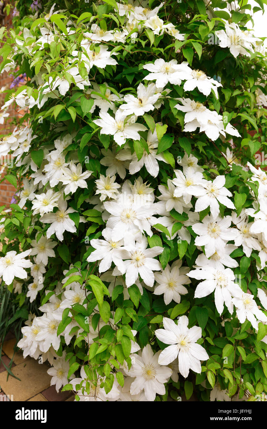 Close up photo of white clematis flowers in a garden Stock Photo - Alamy