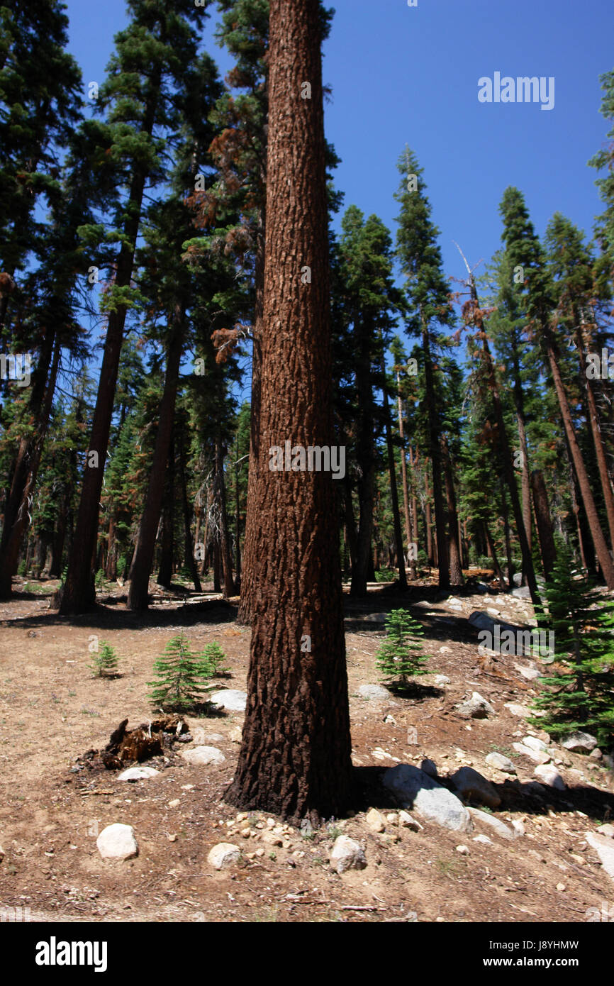 Mountain side road, Yosemite National Park, USA Stock Photo - Alamy