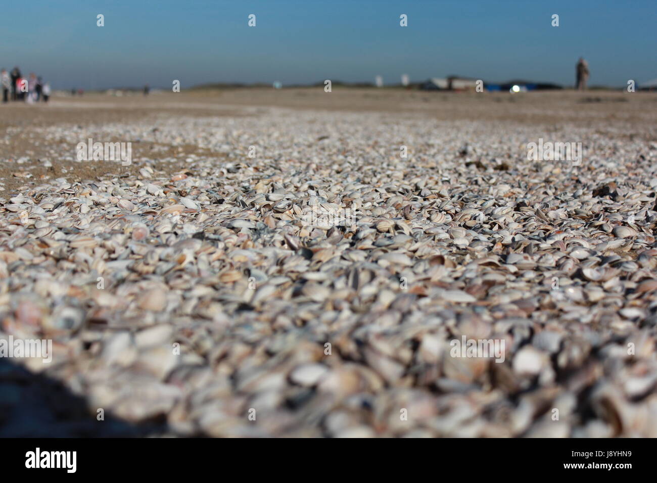Shells on the beach Stock Photo - Alamy