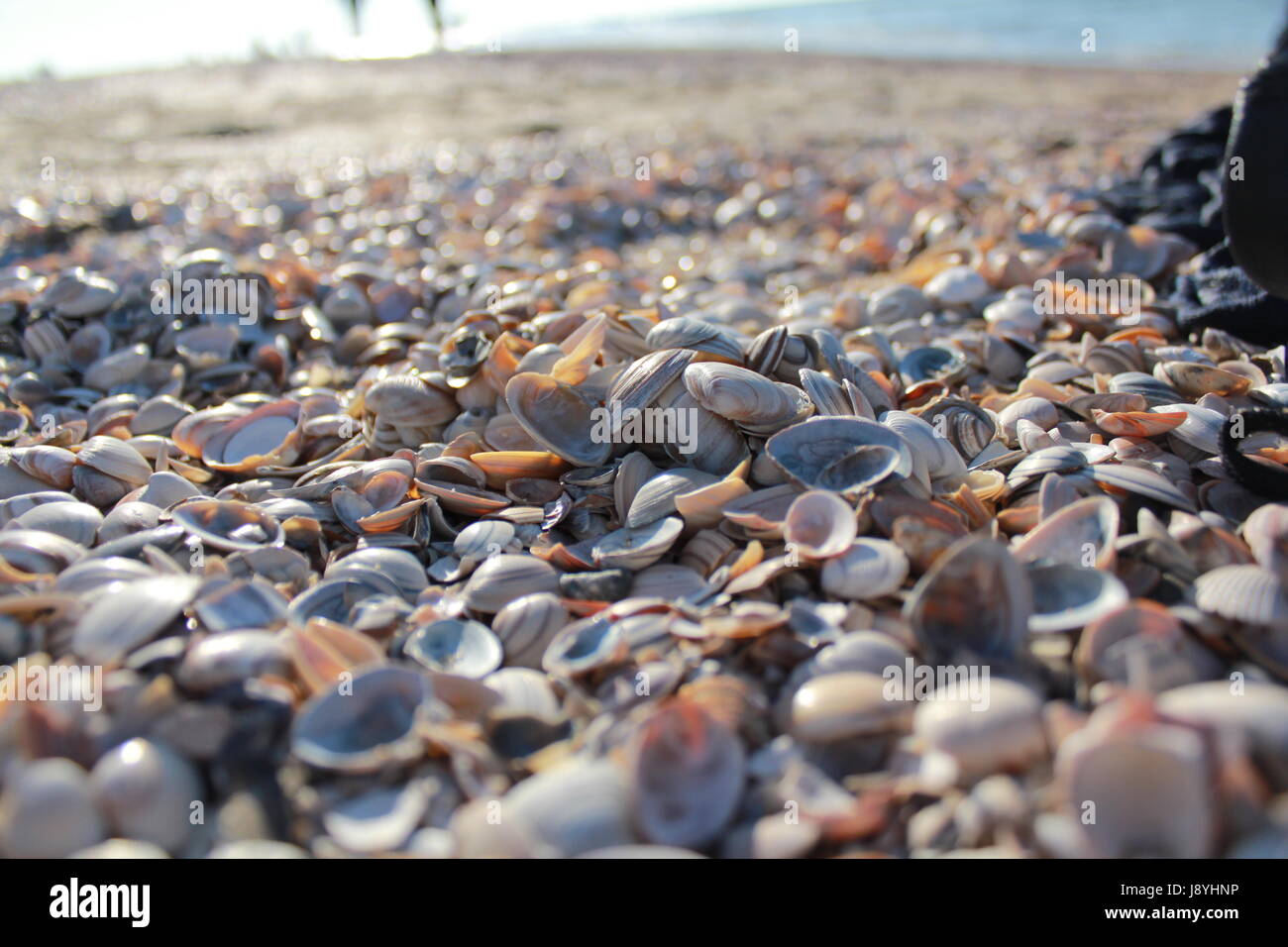 Shells on the beach Stock Photo - Alamy