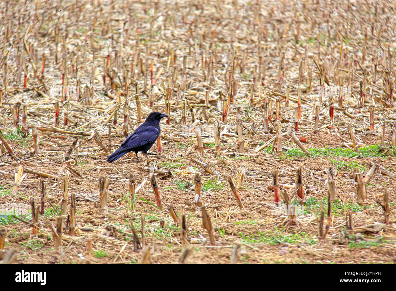 crow, carrion crow, cornfield, stubbles, harvest, field, feathering ...