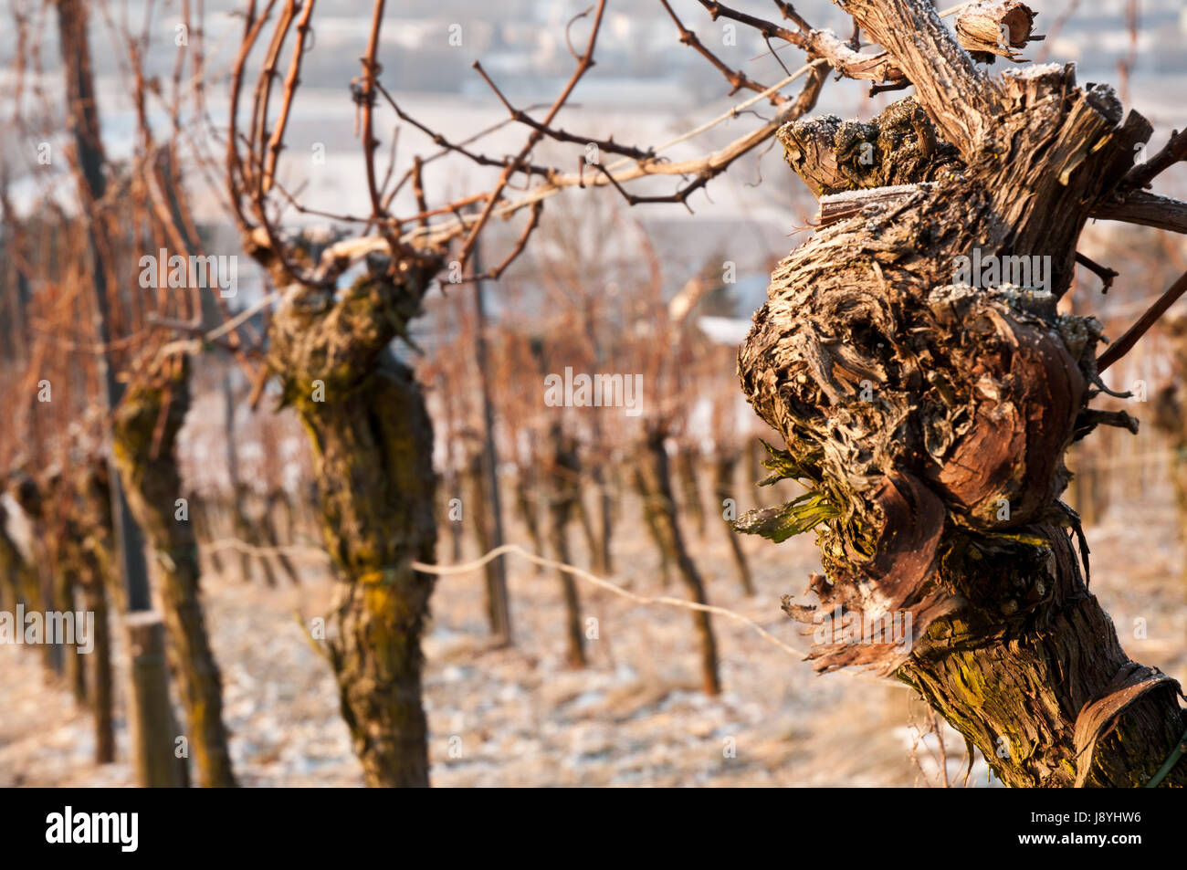 vineyard, vines, bark, snow, vine, grape vine, grape-vine, plant ...