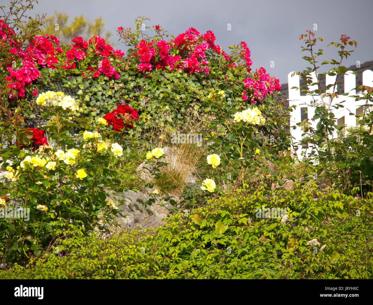 Molde garden in molde hi-res stock photography and images - Alamy Molde garden in molde hi-res stock photography and images - Alamy