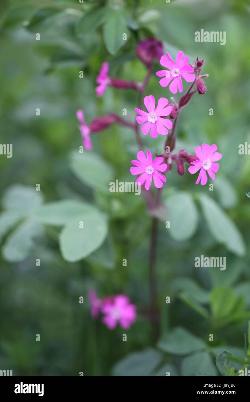 ruddiness, red, plant, flower, carnation, bloom, blossom, flourish ...