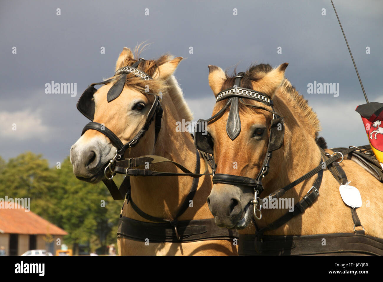 horse, agriculture, farming, harness, farm animal, norwegian, workhorse ...
