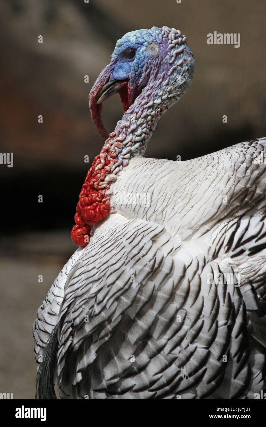 poultry, breed, turkey, animal, bird, coloured, colourful, gorgeous ...