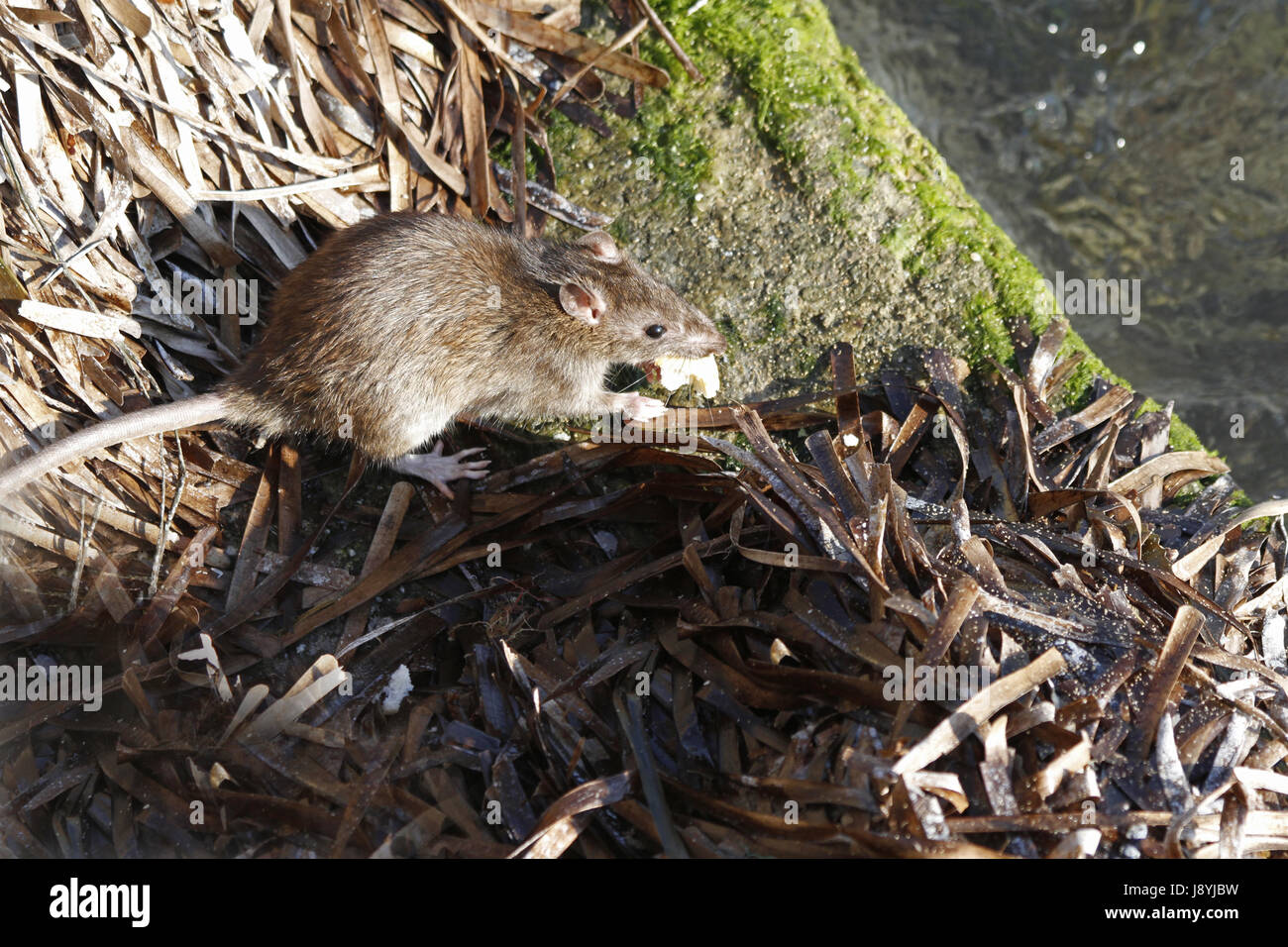 harbor, fear, harbours, rat, salt water, sea, ocean, water, disgust ...