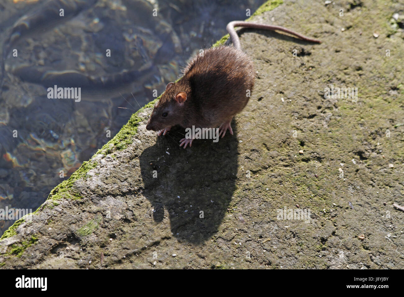 harbor, fear, harbours, rat, salt water, sea, ocean, water, disgust ...