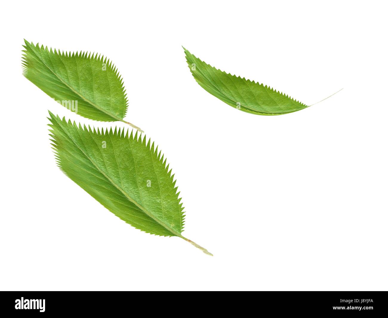 leaf, object, eco, isolated, illustration, ecology, clear, render ...