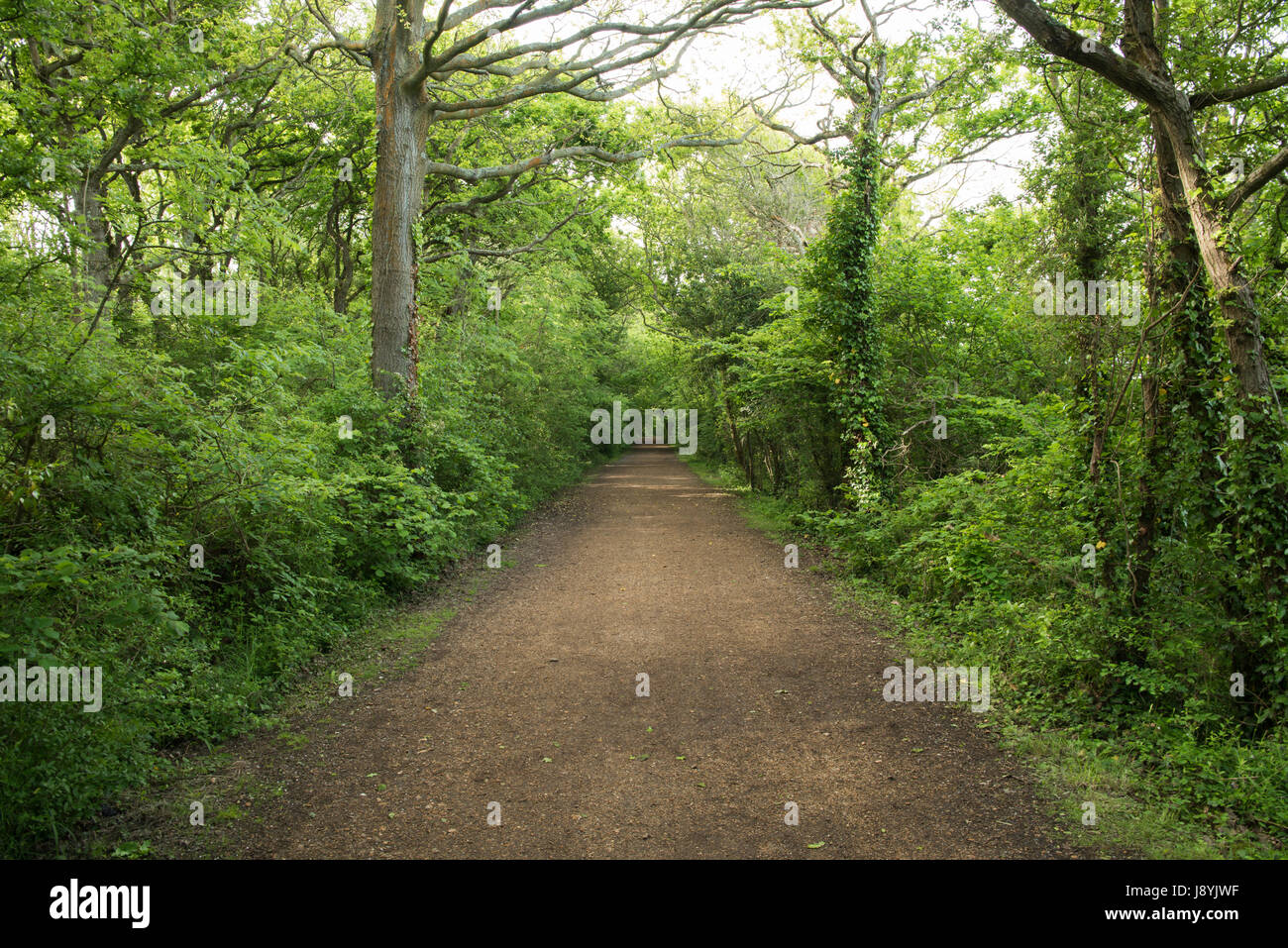Canopy walks hi-res stock photography and images - Alamy