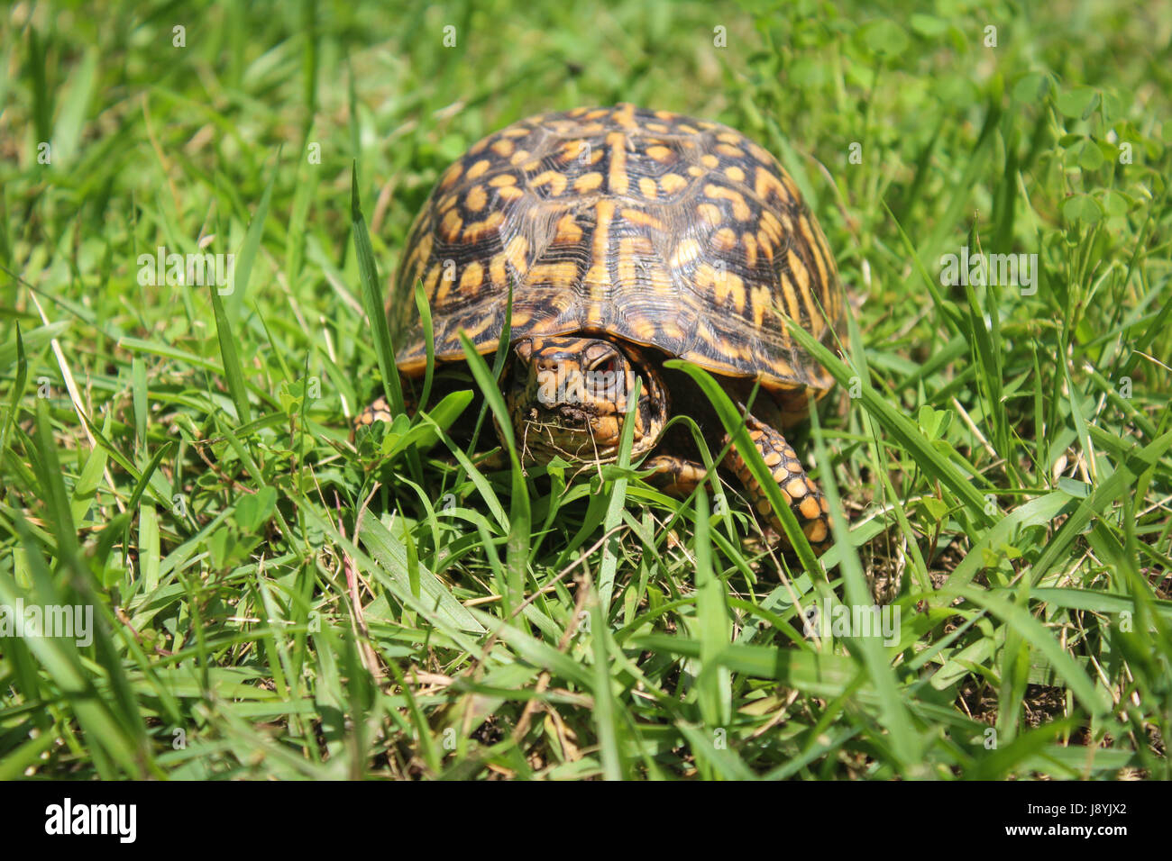 A turtle crawling through the grass Stock Photo - Alamy