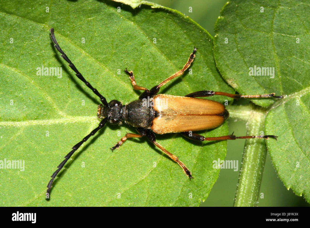 tree, green, wood, male, masculine, beetle, page, sheet, legs, macro ...