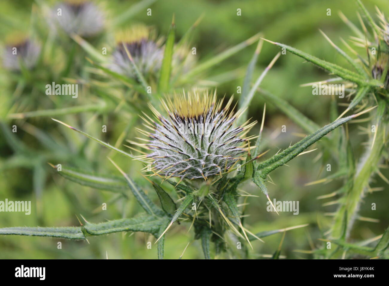 Thorny Flower High Resolution Stock Photography and Images - Alamy