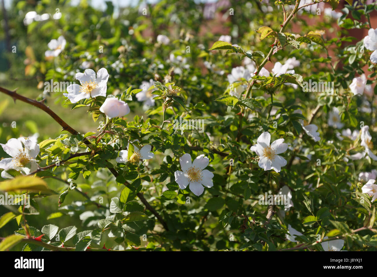 White Rose hip flower on the green background Stock Photo - Alamy