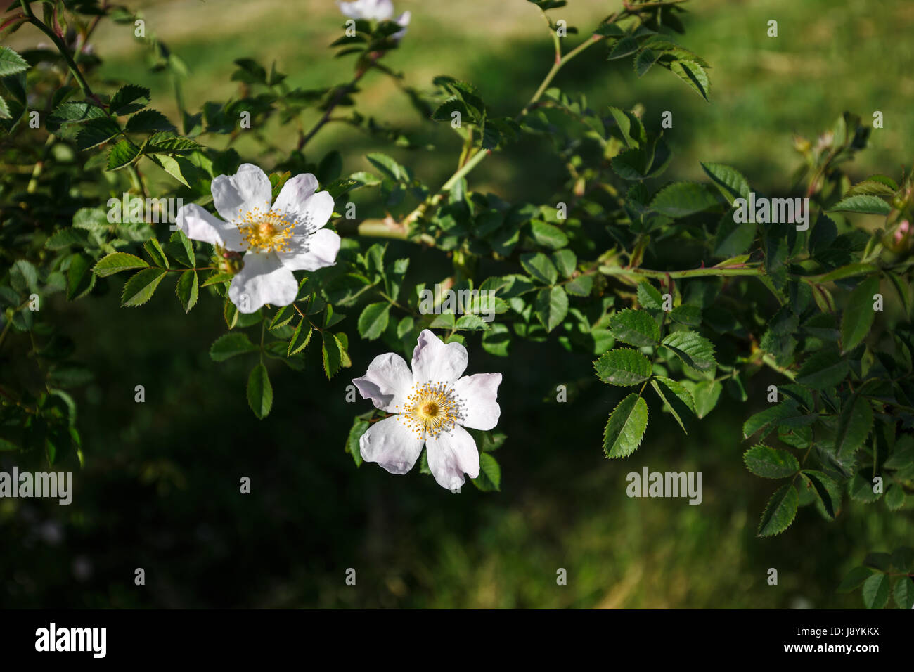 White Rose hip flower on the green background Stock Photo - Alamy