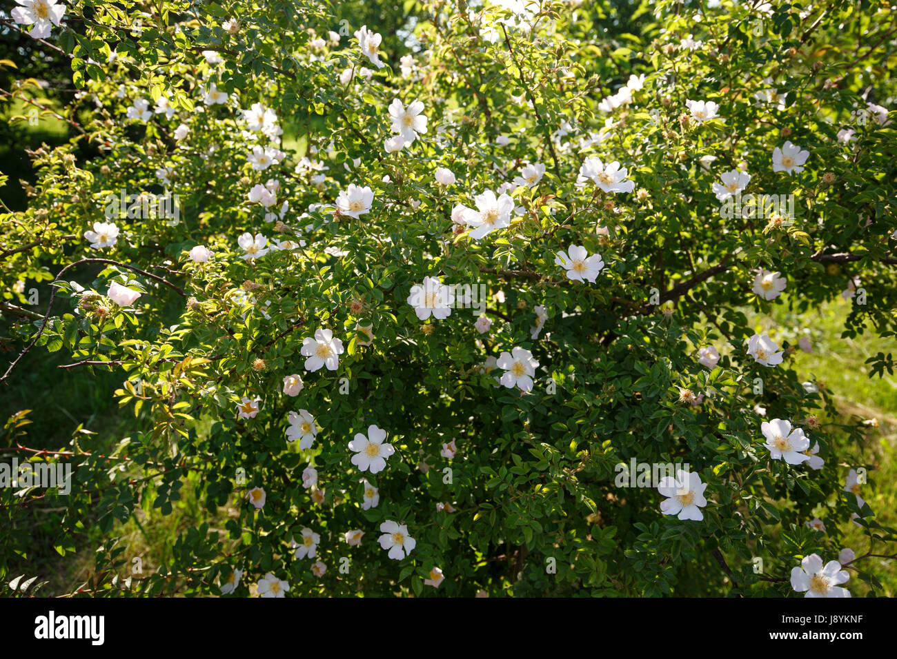 White Rose hip flower on the green background Stock Photo - Alamy