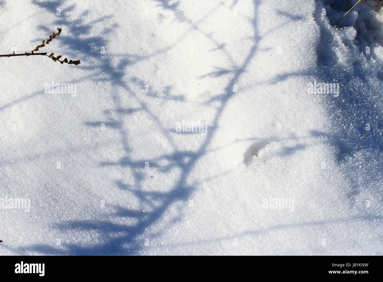 grasses, snowfall, winter landscape, blanket of snow, snow, shaddow ...