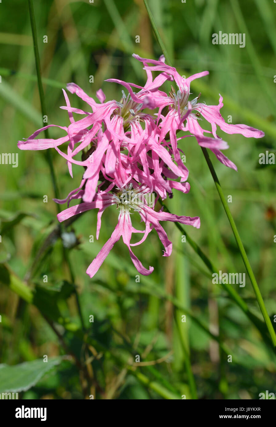 Ragged Robin - Lychnis flos-cuculi Wet Grassland & Marsh Flower Stock ...